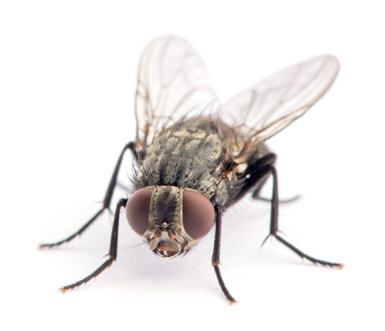 Fly Control Home - Spalding Labs