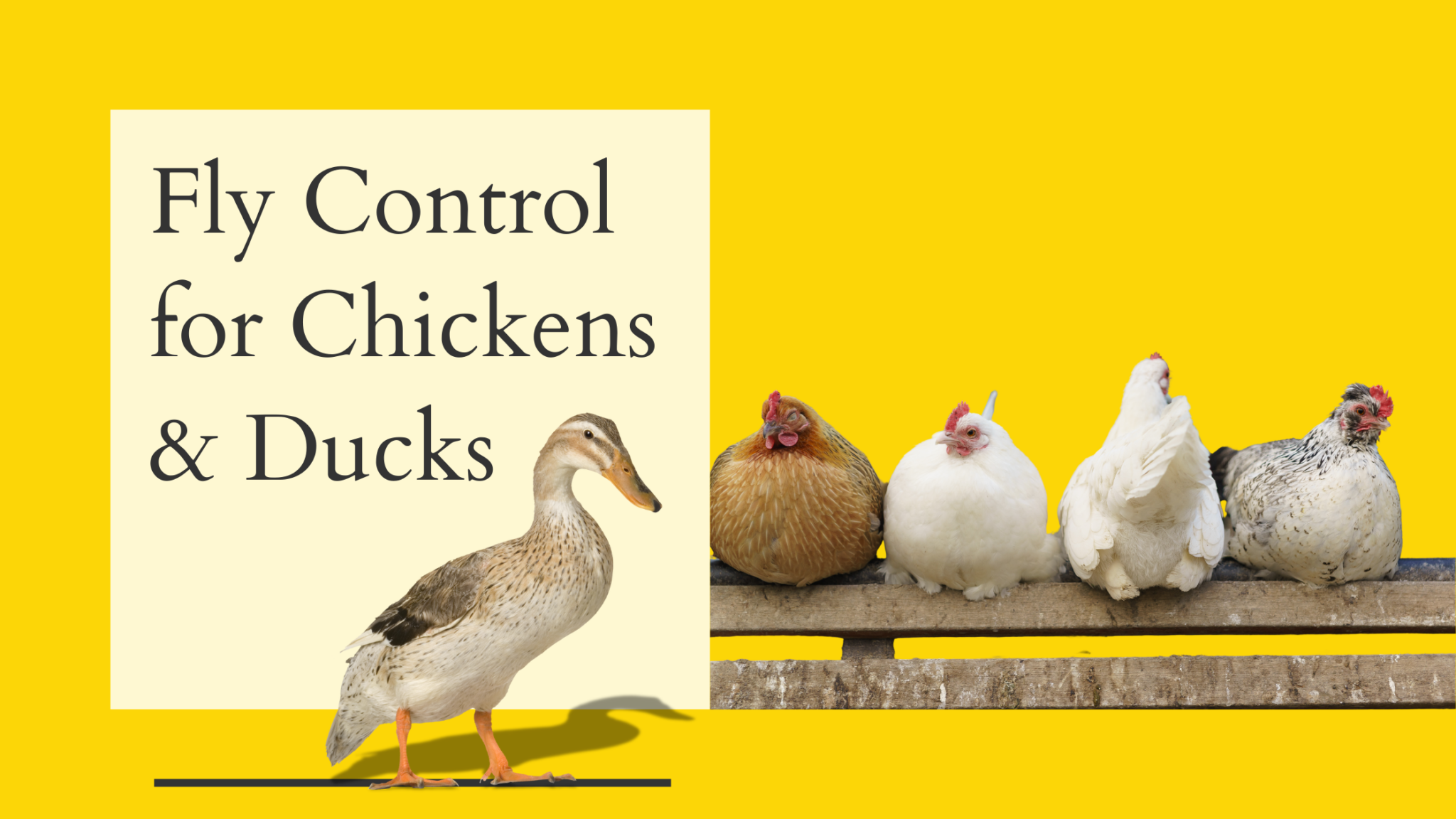 Fly Control for Chickens & Ducks: Tips for a Happy Flock - Spalding Labs